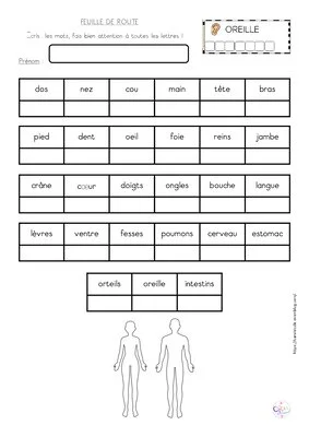 Atelier des mots du corps humain